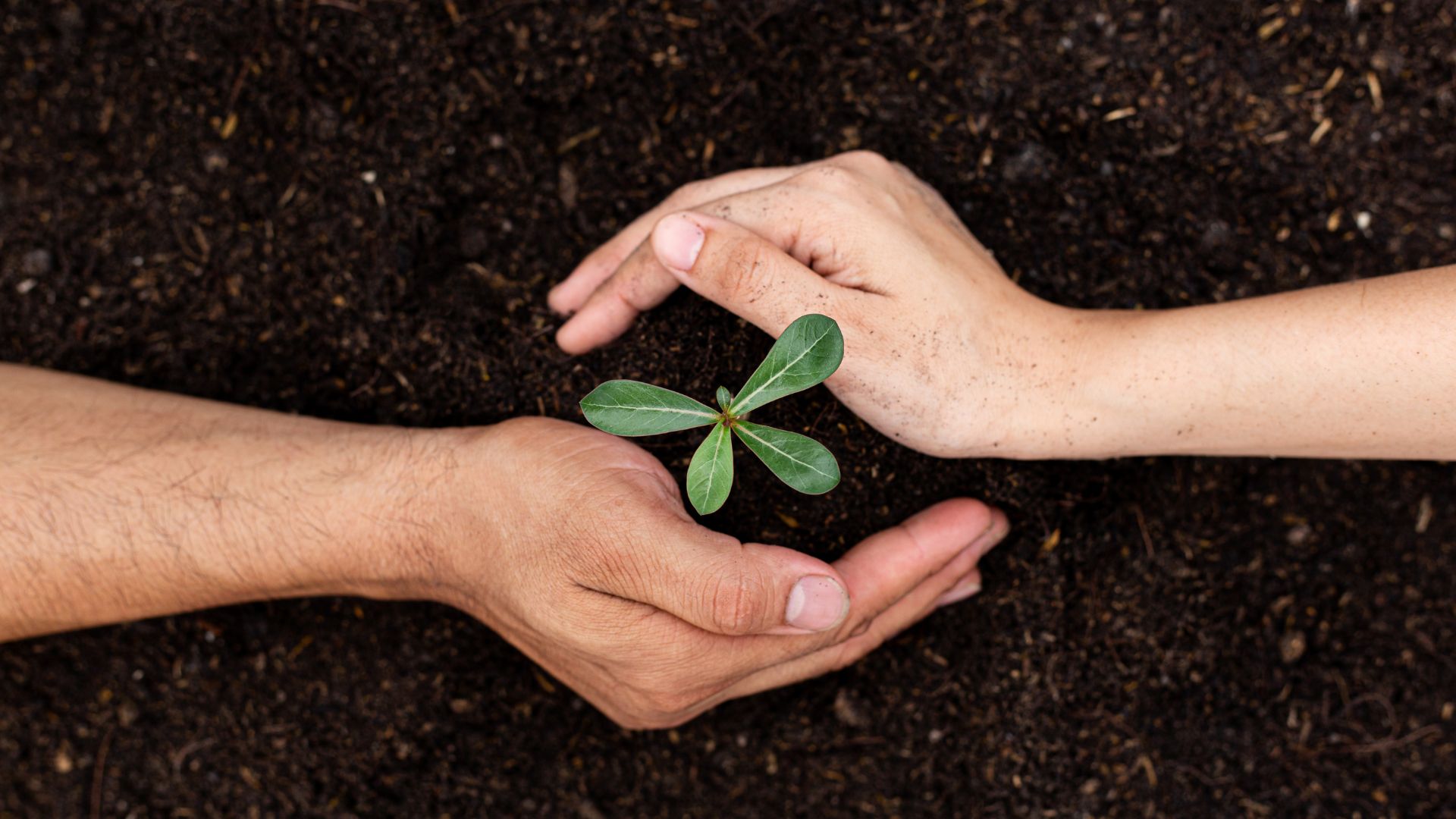 Exploring the Nature Credits Roadmap in its early stages - NATURANCE